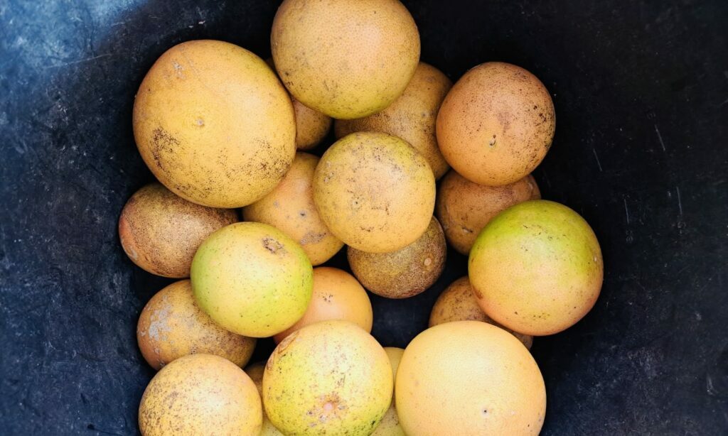 Fresh Produce - Bello Food Box - Bello Food Box