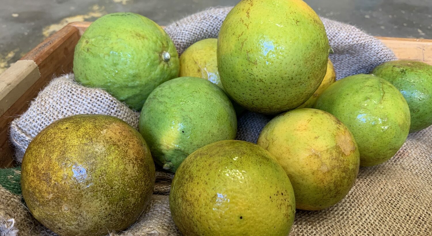 Tangelo - Bello Food Box - Bello Food Box