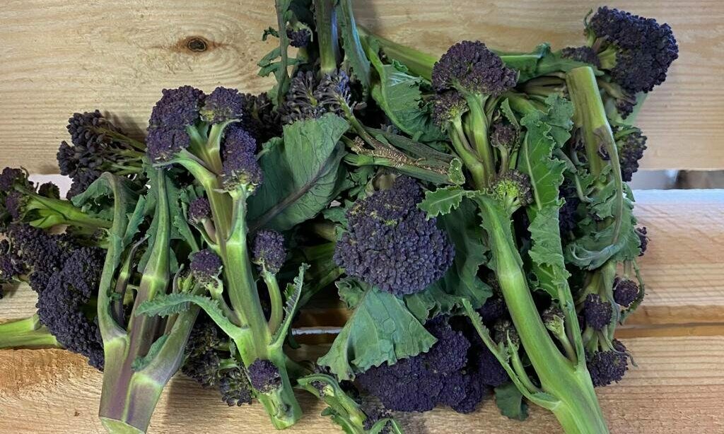 Broccolini Bunch - Purple - Bello Food Box - Bello Food Box