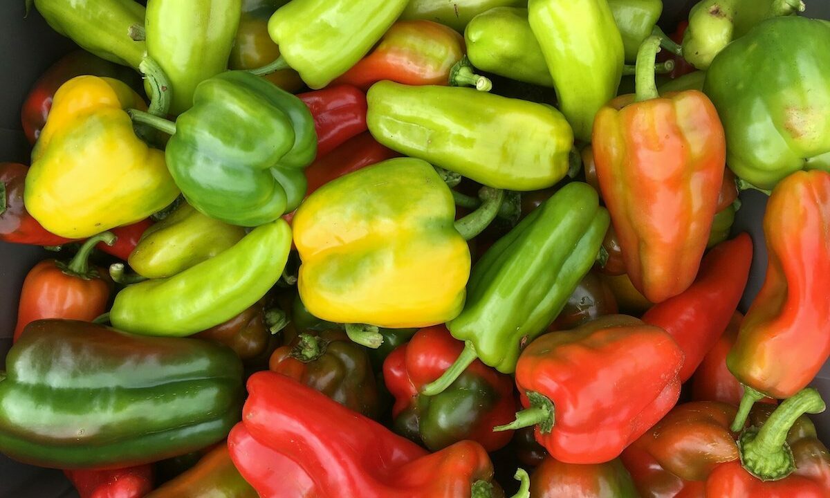 Capsicum - Mini Mixed Colour - Bello Food Box - Bello Food Box